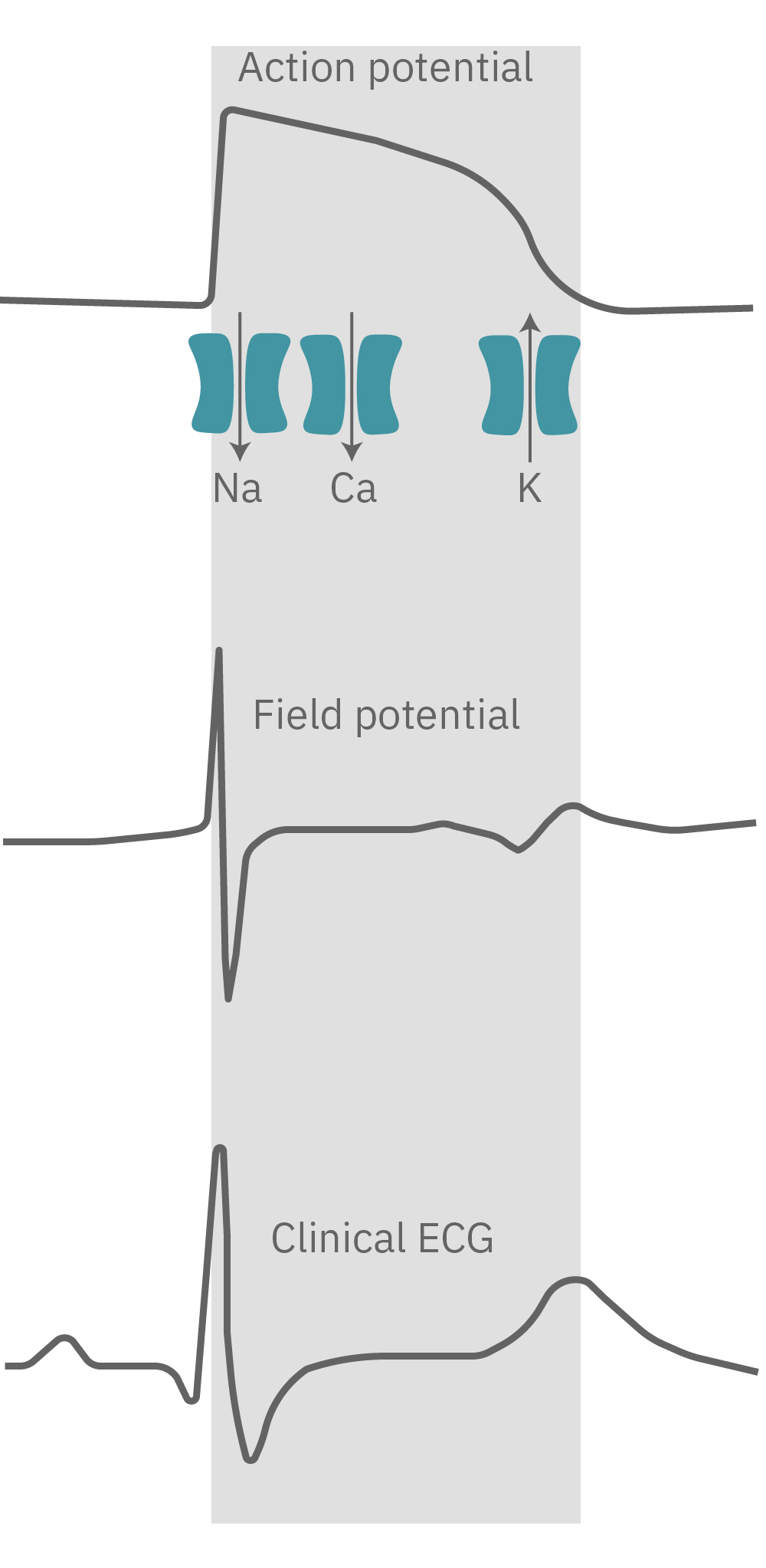 Cardiac MEA | Axion Biosystems Cardiac MEA | Axion Biosystems